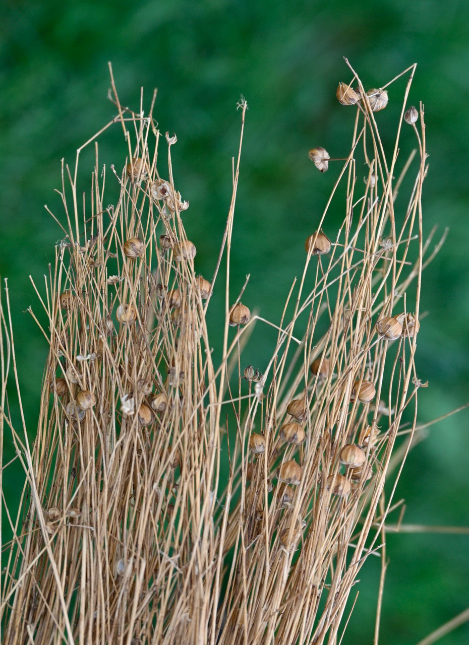 Flax Process - Aker Fiber Farm
